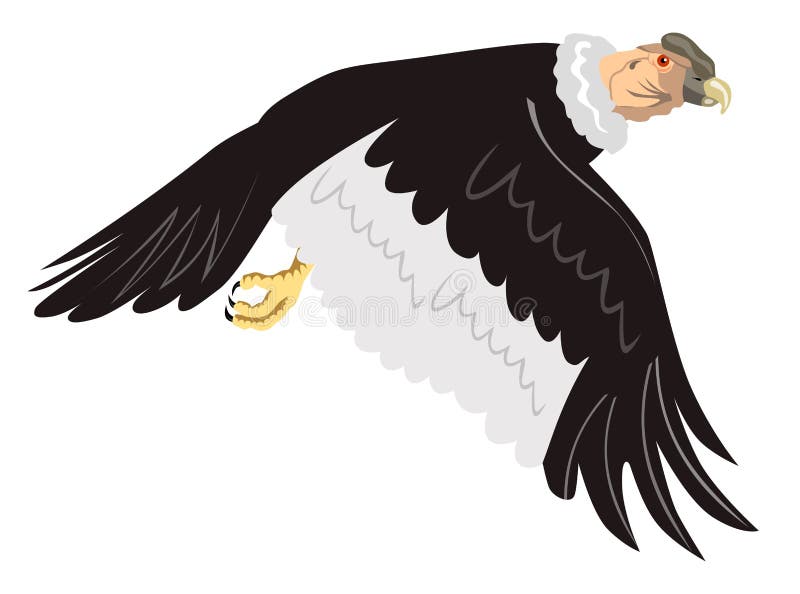 Andean condor in flight stock vector. Illustration of white - 2868677