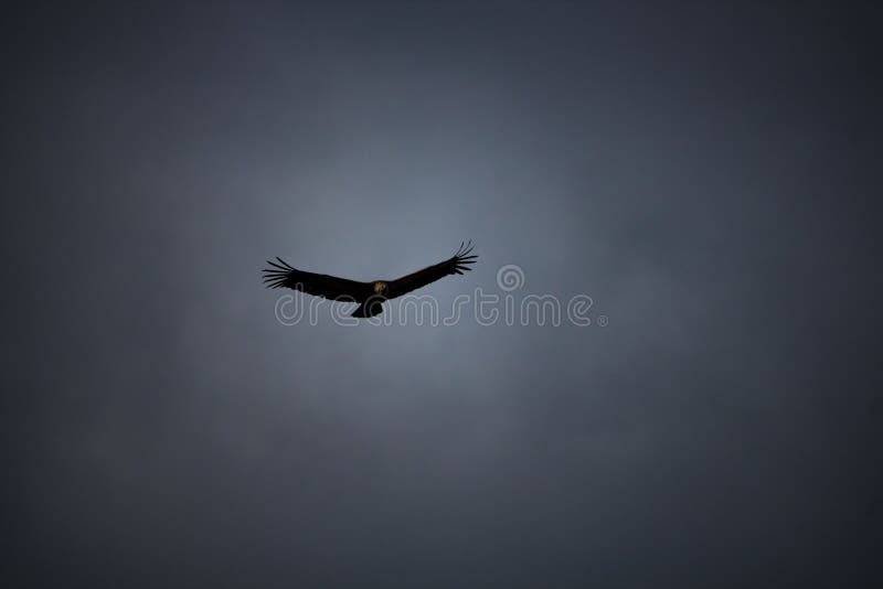 Andean Condor Flying in Sky Stock Image - Image of beak, flight: 268928201