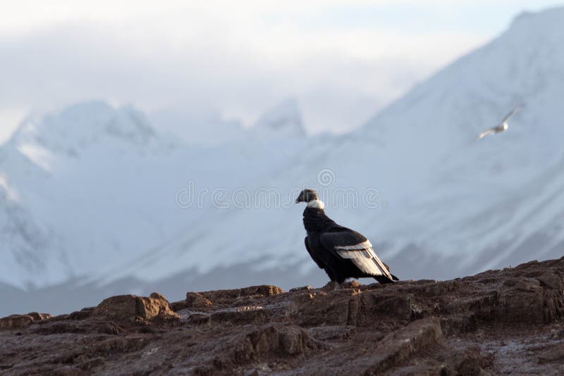 Andean Condor in a Island of Beagle Channel Stock Image - Image of ...