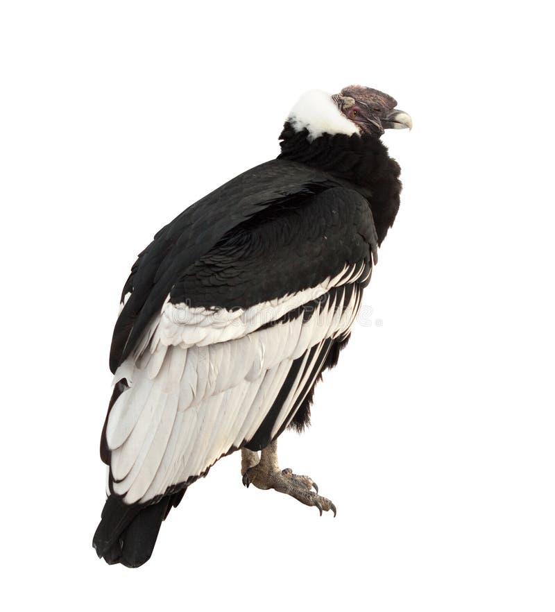 Andean Condor in Wildness Area Stock Photo - Image of gyps, feather ...