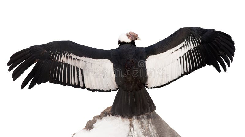627 Condor White Background Stock Photos - Free & Royalty-Free Stock ...