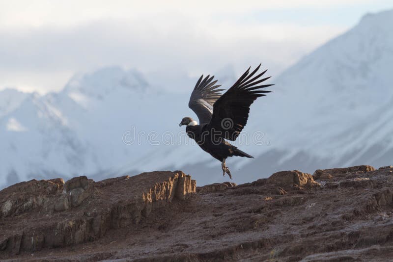 Andean Andean Condor Landed in a Island of Beagle Channel Stock Photo ...