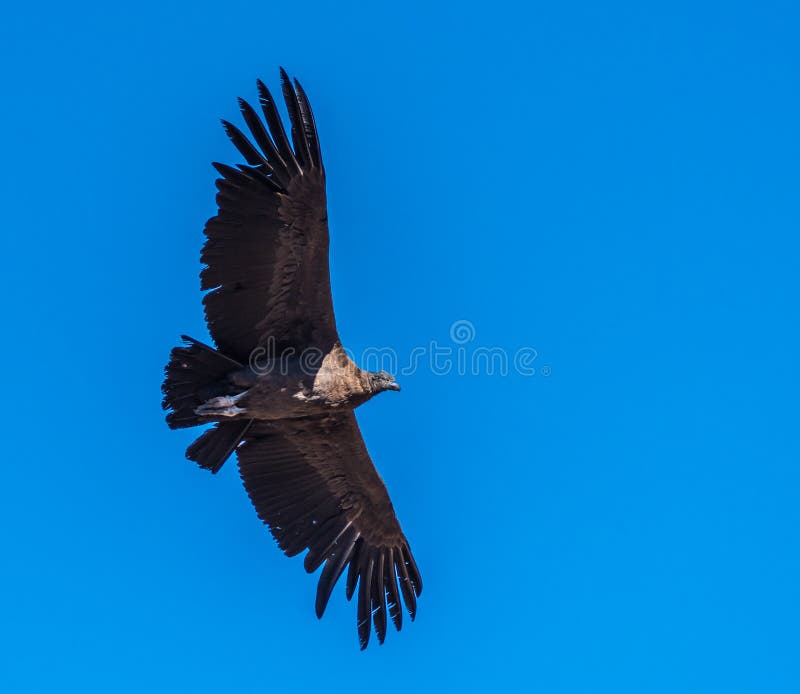 Andean Condor, National Symbol of Peru Stock Photo - Image of habitat ...