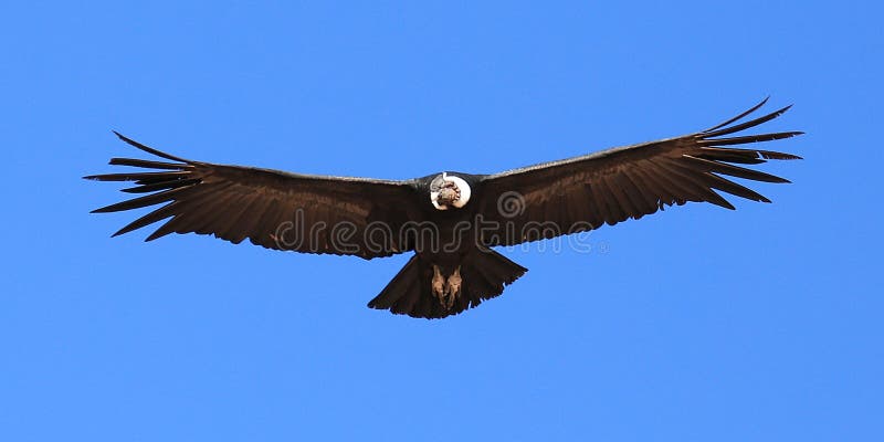 Andean Condor stock photo. Image of flying, falcon, vulture - 264368740