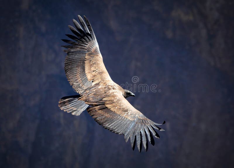 Condor over Puno stock photo. Image of island, titicaca - 3599224