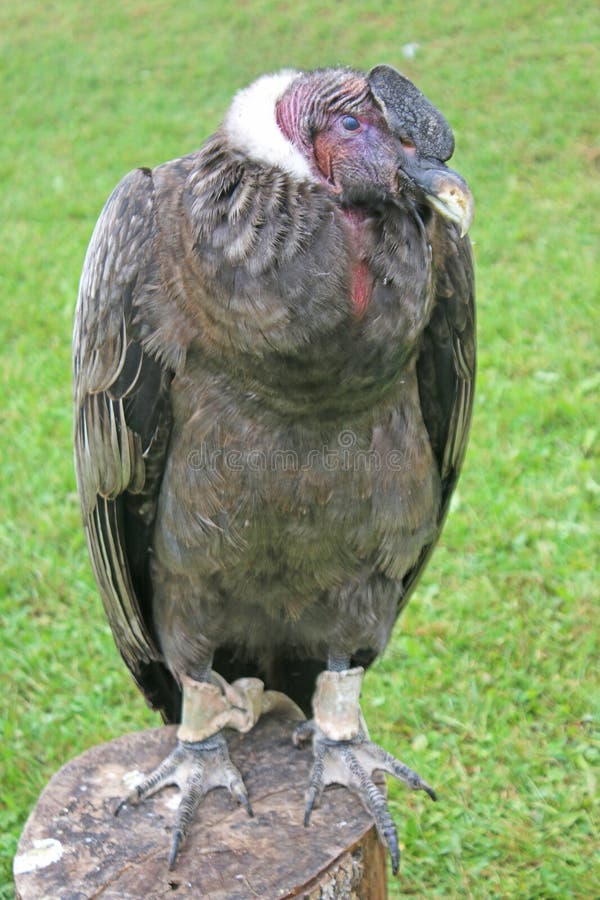 Andean Condor stock image. Image of world, perch, bald - 95424103