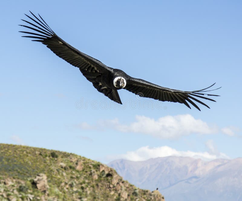Andean Condor in the Peruvian Mountains Stock Photo - Image of canyon ...