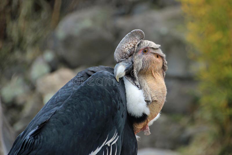 Andean condor sitting stock image. Image of canyon, mountains - 65386213