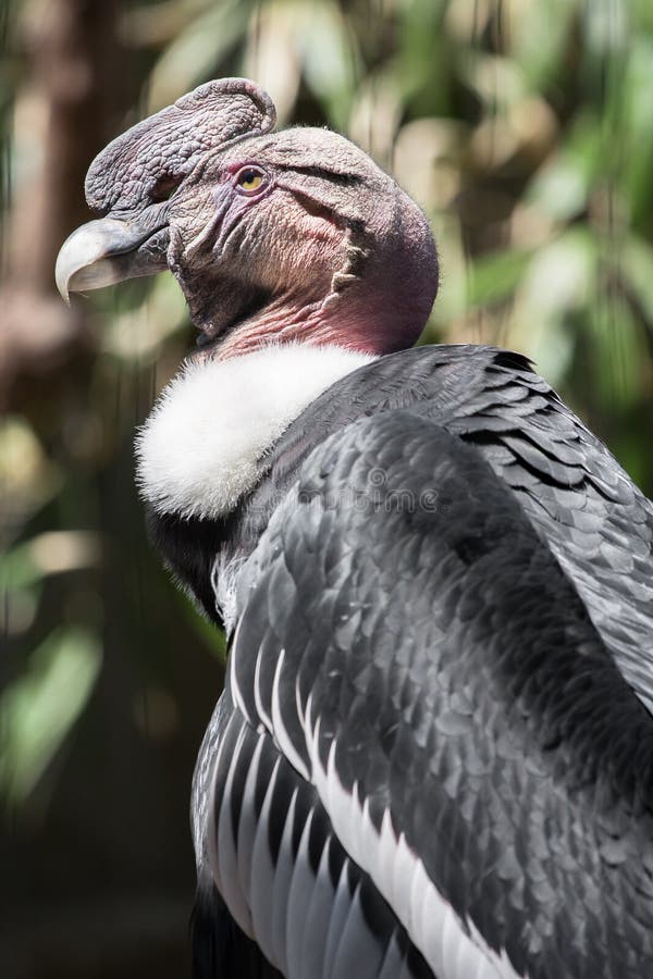 Andean Condor stock image. Image of heads, beak, animal - 2510389