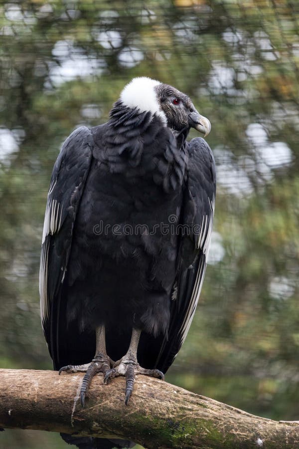 Andean Condor (Vultur Gryphus) Stock Image - Image of head, gryphus ...