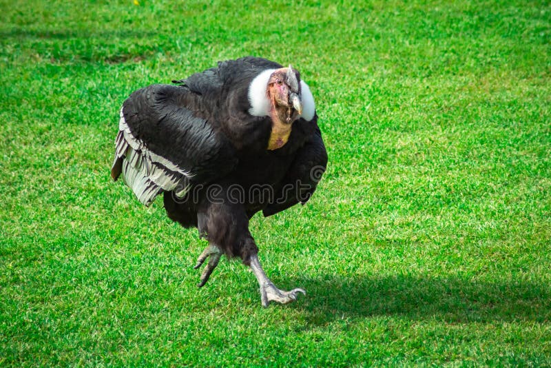 Condor Walking on the Ground Stock Image - Image of head, wildlife ... Condor Walking on the Ground Stock Image - Image of head, wildlife ...