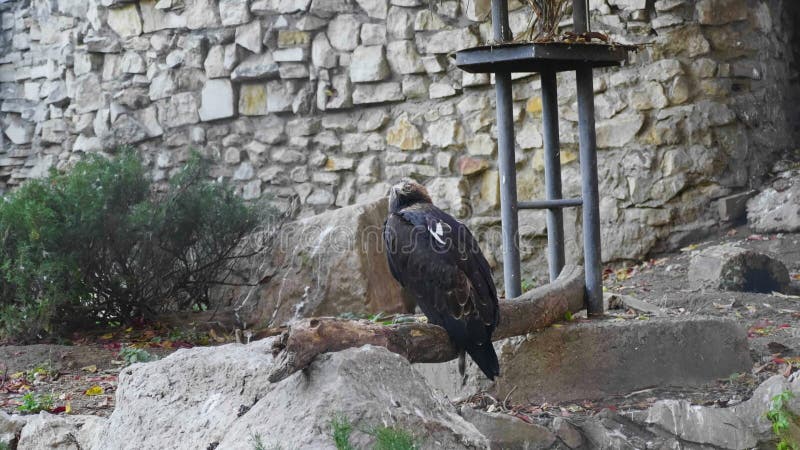 Andean Condor Wings Spread Sitting on a Stump Spreading Its Wings Stock ...
