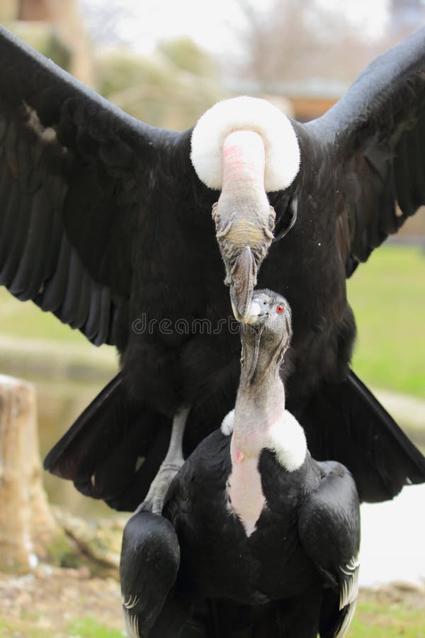 Andean condors stock photo. Image of vultur, loving, mate - 36318078