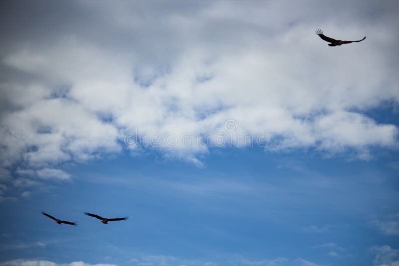 Andean Condors Flying in Sky Stock Image - Image of eyes, birds: 268928193