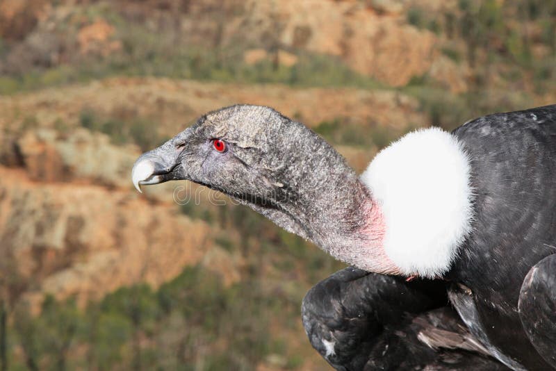 The Andean Condor is a South American Vulture Stock Photo - Image of ...