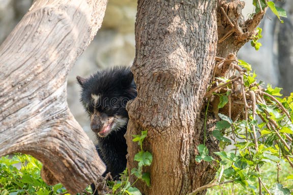 An Andean Cub Bear about To Climb a Tree Stock Image - Image of midwest ...