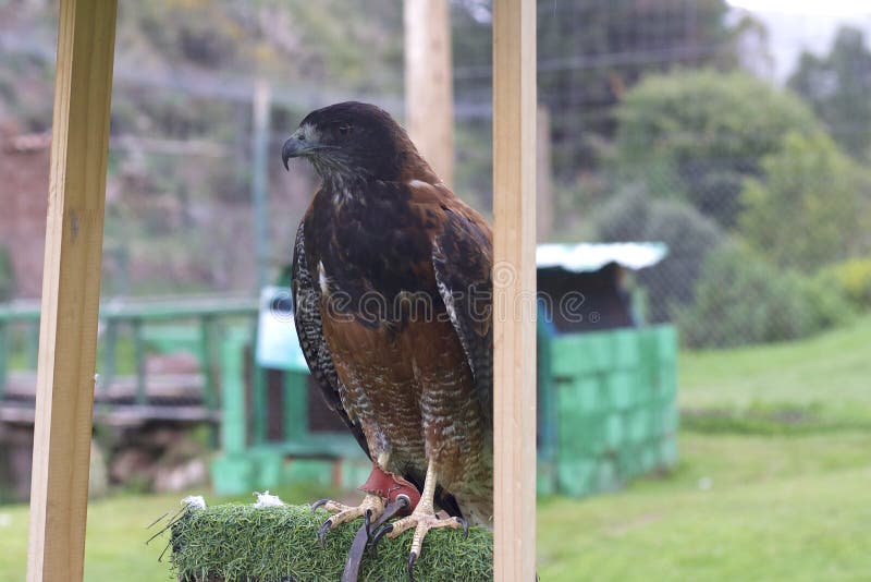 Andean Eagle stock photo. Image of bird, eagle, peru - 96092374