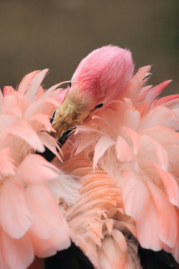 Andean Flamingo At Soncor Water System, Los Flamencos National Reserve ...