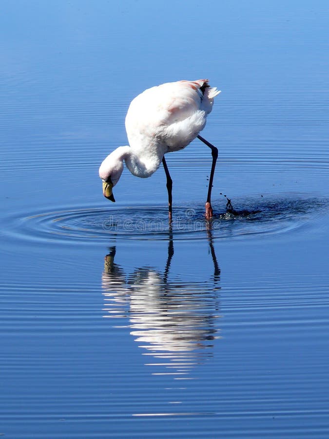 Andean Flamingo At Chaxa Lagoon. Los Flamencos National Reserve. Chile ...