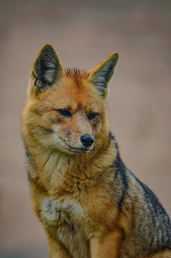 Andean Fox, or Culpeo Lycalopex Culpaeus Stock Image - Image of culpeo ...