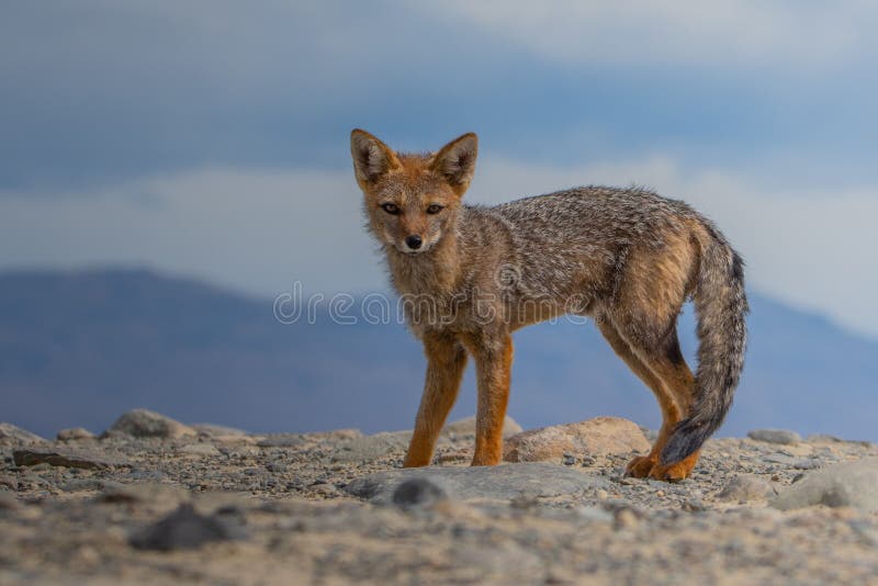 Andean fox in the wild. stock image. Image of nature - 264751517