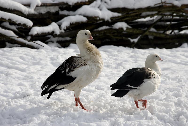 Andean Goose, Chloephaga Melanoptera, Pair Standing on Snow Stock Photo ...