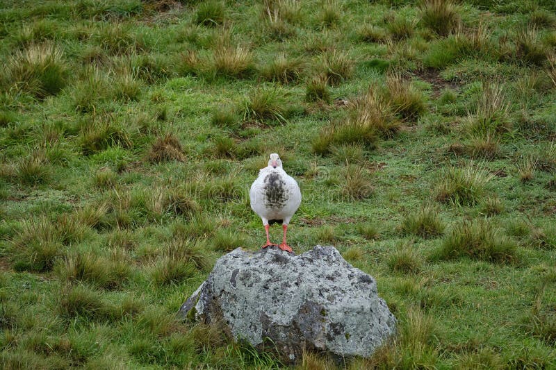 Andean Goose (Oressochen Melanoptera Stock Image - Image of grassland ...