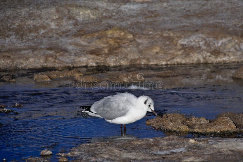 Andean Gull (Chroicocephalus Serranus) Feeding in a Stream of Wa Stock ...
