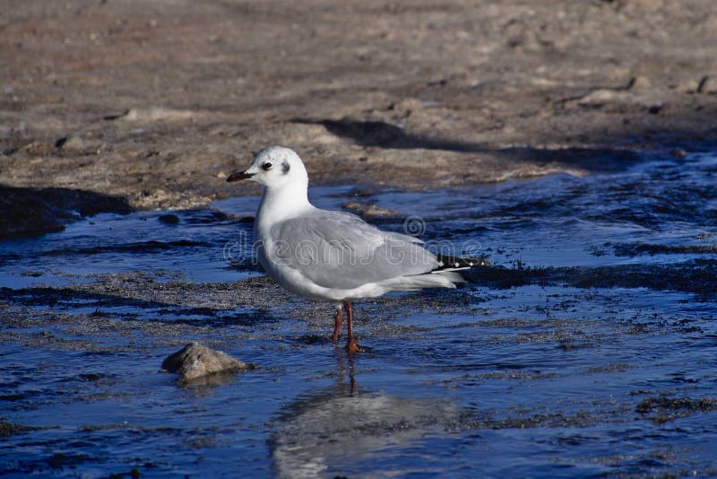 Andean Gull (Chroicocephalus Serranus) Feeding in a Stream of Wa Stock ...