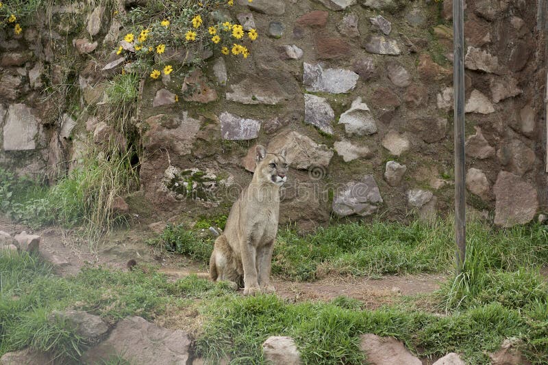 Puma Sitting on Rocks stock photo. Image of cougar, prowling - 26421050