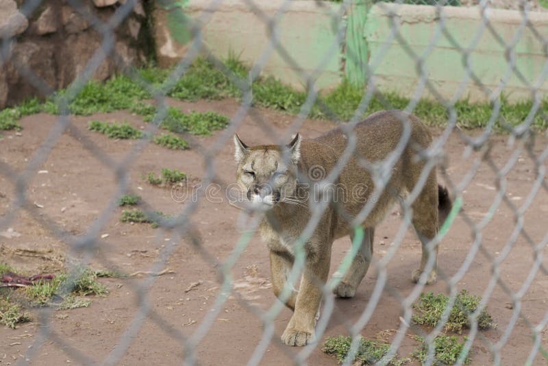 Andean Puma stock image. Image of mountain, sitting, peruvian - 96094281