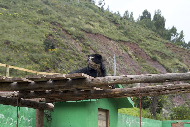 Andean Spectacled Bear stock image. Image of wildlife - 96092945