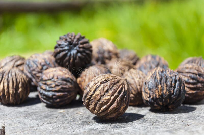 Andean walnut stock photo. Image of ecuador, diet, fruit - 130333262