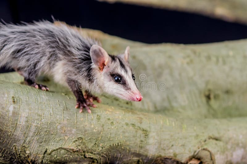 Alabama Possum stock photo. Image of contact, animal - 25855960