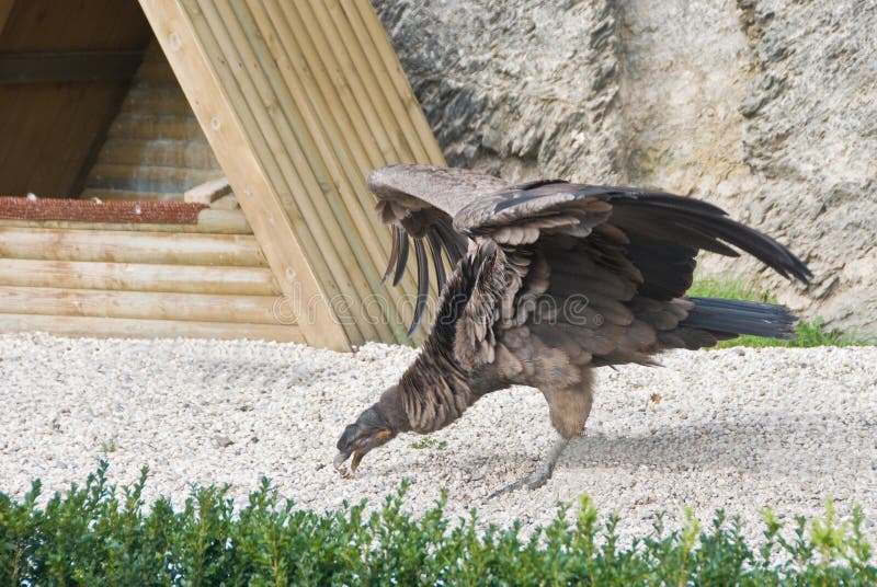 Pine wooden texture stock photo. Image of process, ring - 8009940