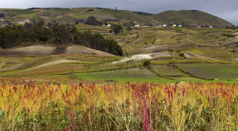 Andes in Ecuador stock photo. Image of small, quinoa - 75346348