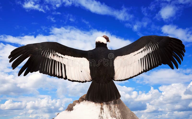 Andes Condor Geïsoleerd Over Witte Achtergrond Stock Foto - Afbeelding ...