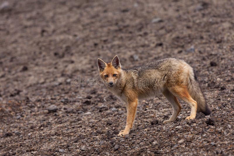 Andesvos (Lycalopex-culpaeus) Stock Afbeelding - Image of zuiden ...