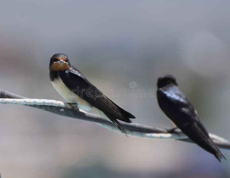 Andorinhas imagem de stock. Imagem de celeiro, wildlife - 99177799
