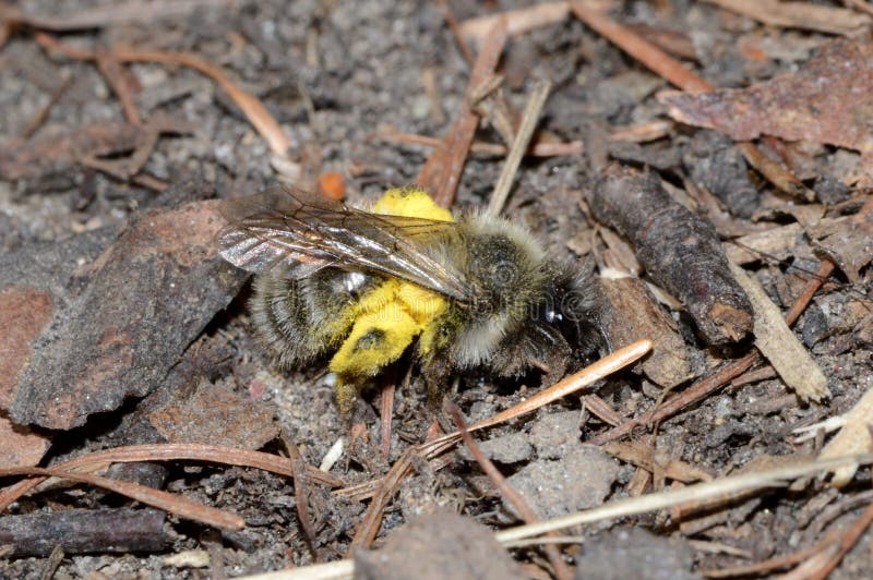 Andren`s Grey Bee on the Ground Stock Photo - Image of bumblebee, close ...