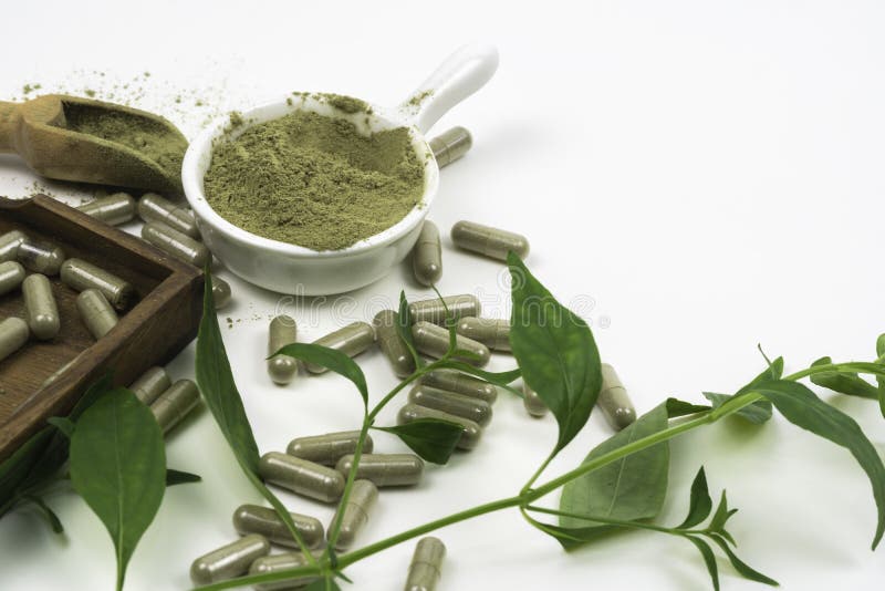 Andrographis Paniculata Extract Powder in a White Cup Stock Image ...