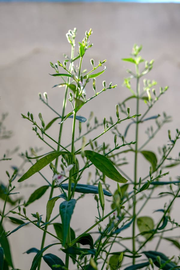Andrographis paniculata stock image. Image of andrographis - 130592567