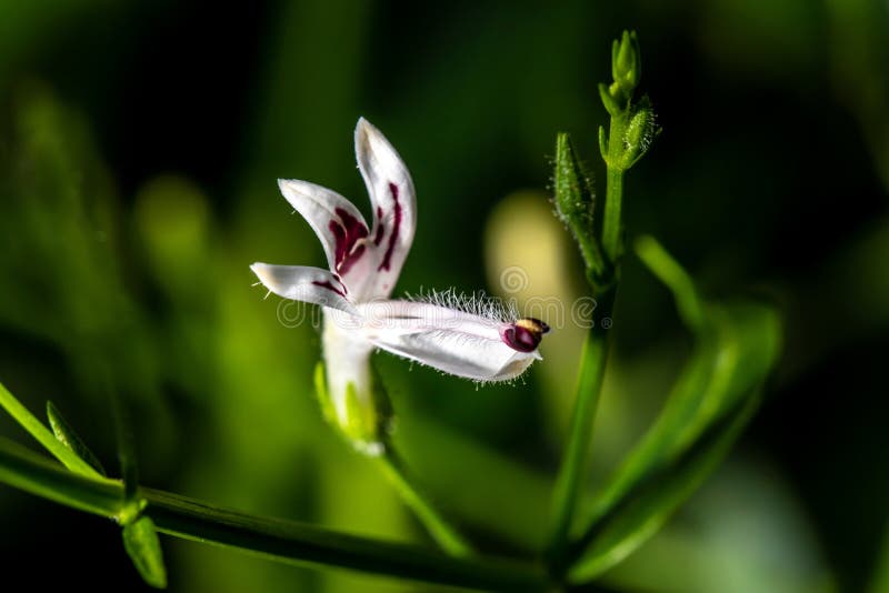 Andrographis Paniculata Herb Stock Image - Image of fresh, garden ...