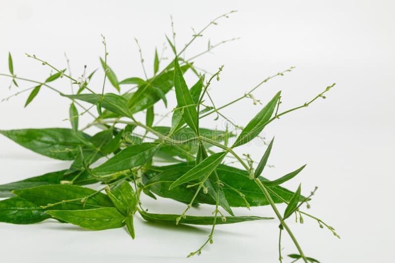 Andrographis Paniculata Herb Plant . Stock Photo - Image of asia ...