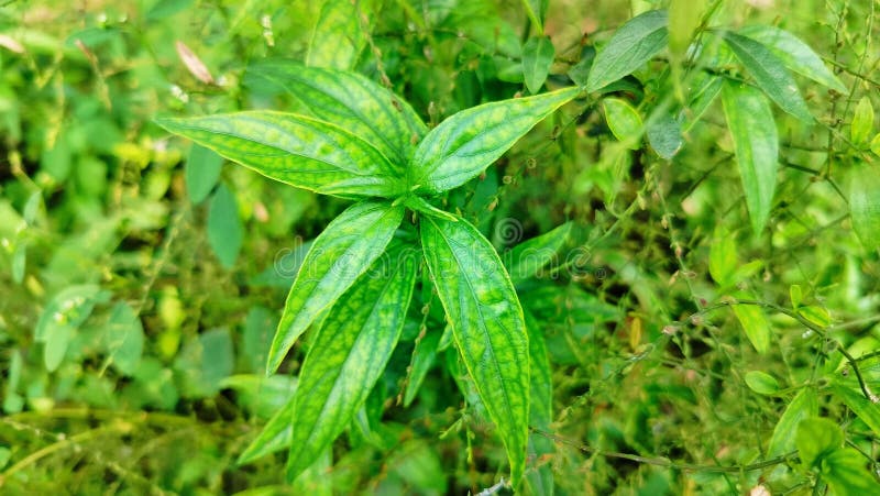 Andrographis Paniculata & Neela Vambu: Traditional Herb in Bogor ...