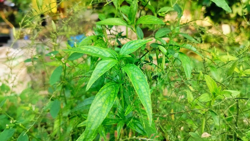 Andrographis Paniculata & Neela Vambu: Traditional Herb in Bogor, Indonesia. Stock Image - Image ...