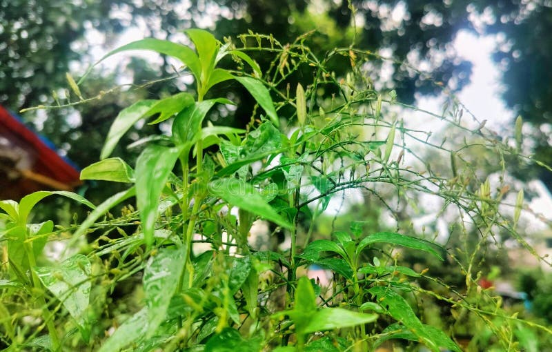 Andrographis Paniculata & Neela Vambu: Traditional Herb in Bogor ...