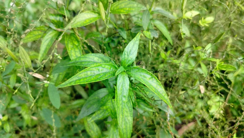 Andrographis Paniculata & X28;Neela Vambu& X29;: Traditional Herb in ...