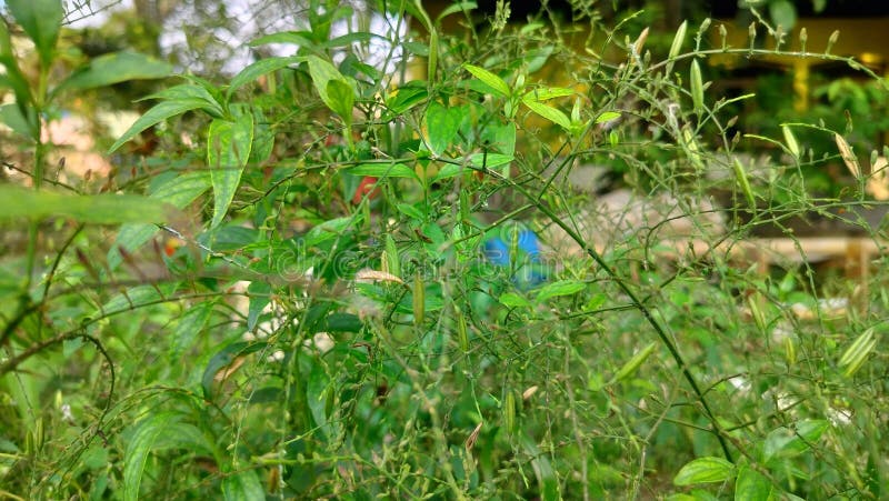 Andrographis Paniculata & Neela Vambu: Traditional Herb in Bogor ...