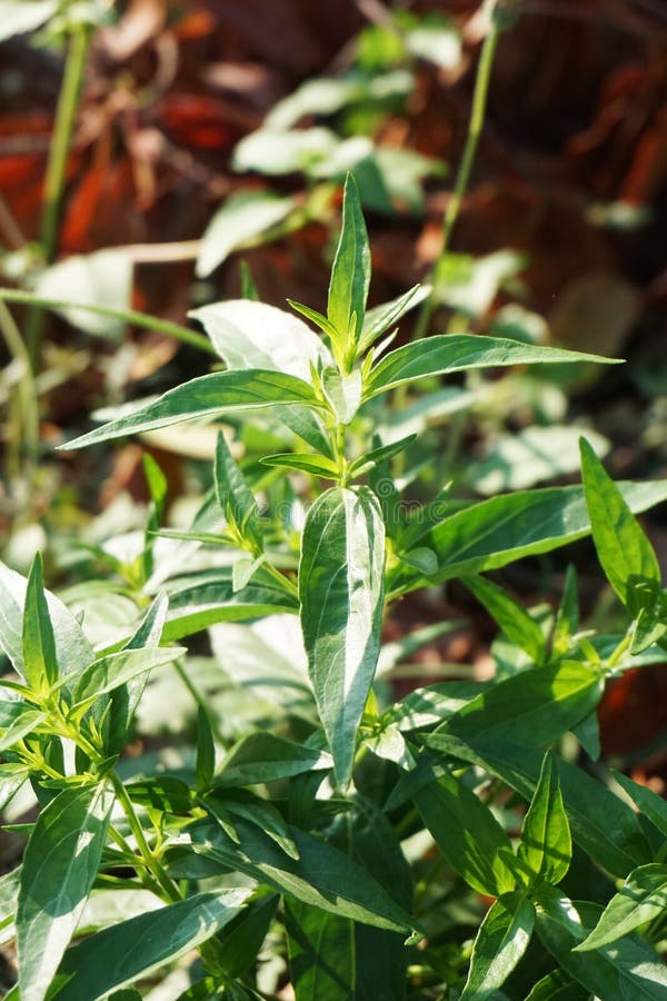 Andrographis Paniculata Plant in Nature Garden Stock Photo - Image of ...